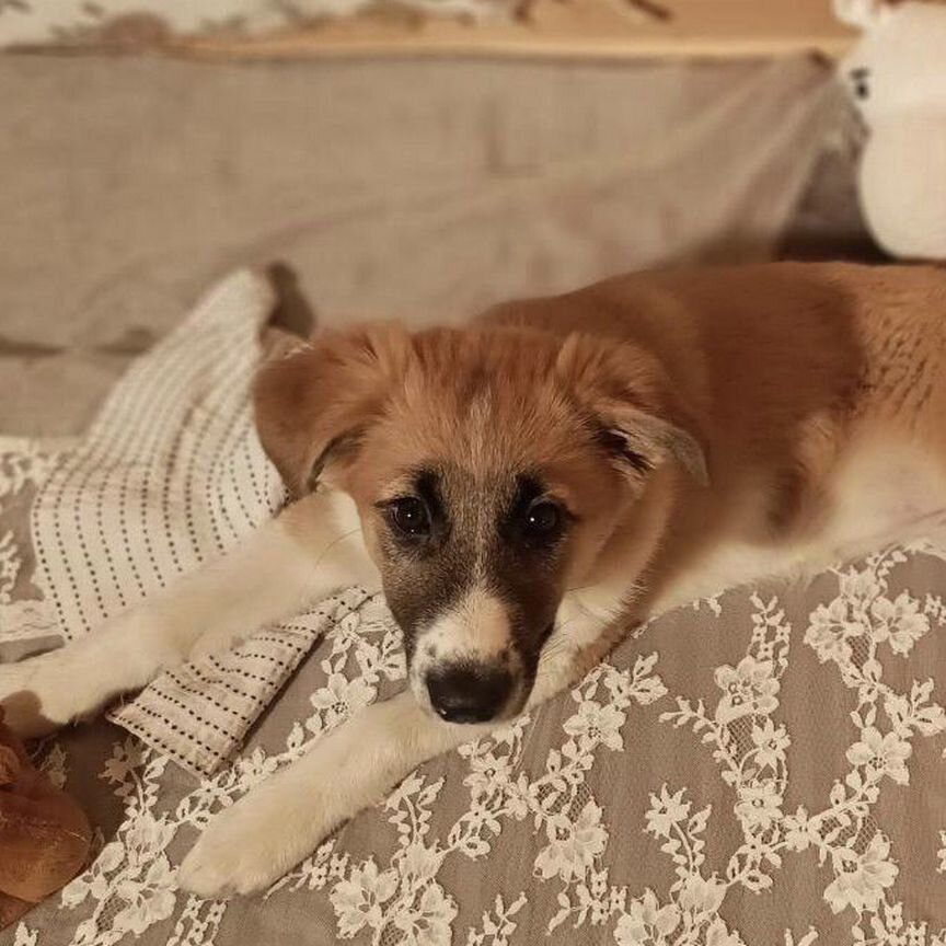 Щенок девочка Эмма в добрые руки бесплатно