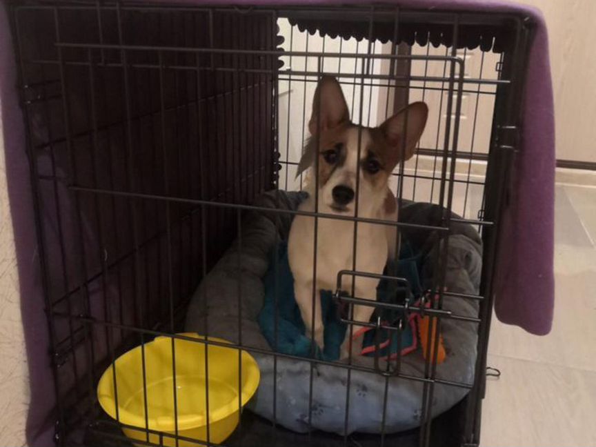 Клетка для собак (новая) с пластиковм поддоном