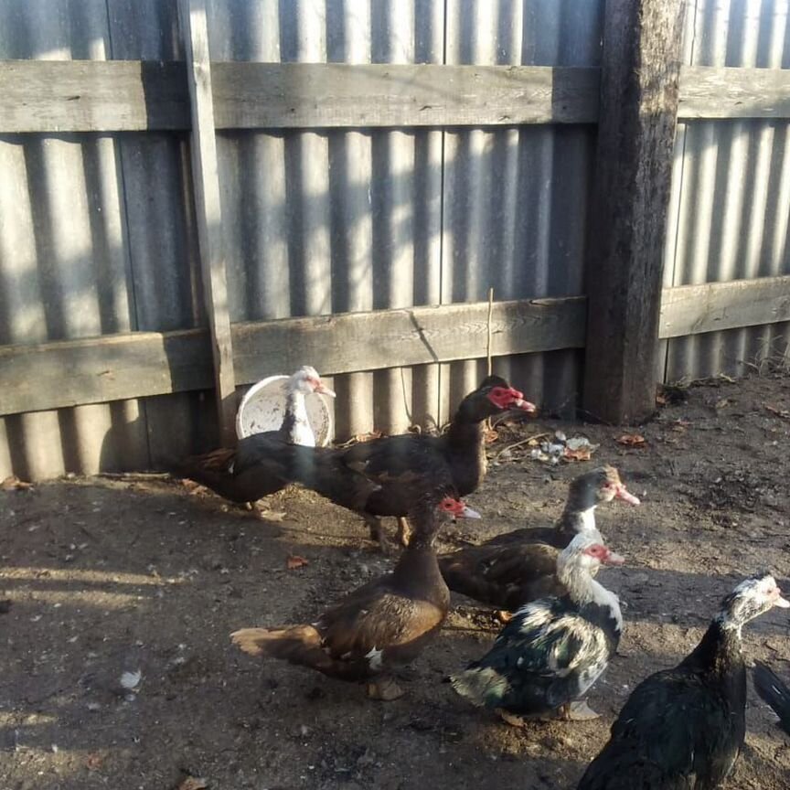 Инкубационные яйца индоуток