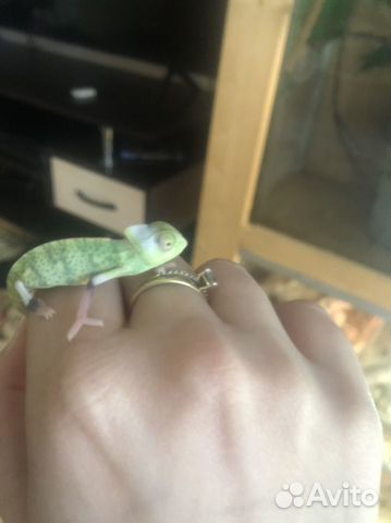 Йеменский хамелеон (самцы и самки)