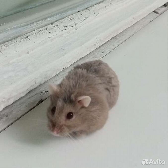 Джунгарский хомяк бесплатно