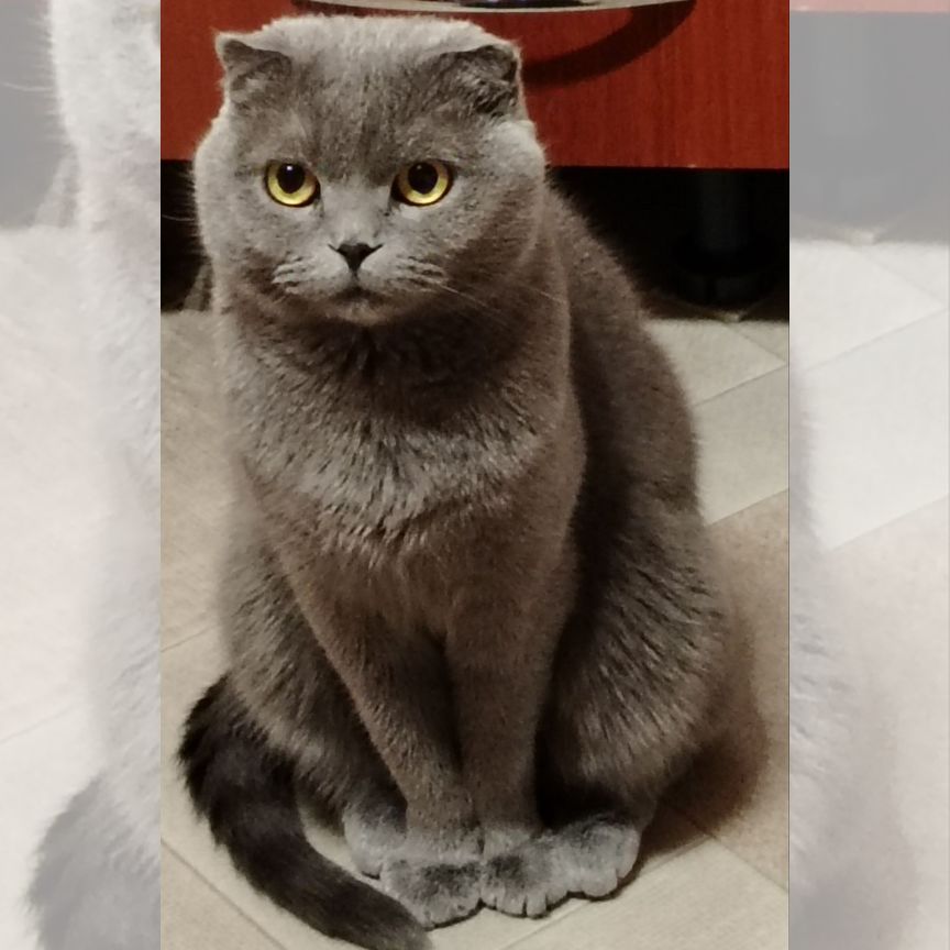 Шотландская вислоухая короткошёрстная, взрослая кошка
