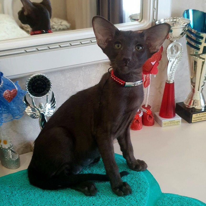 Ориентальный котик