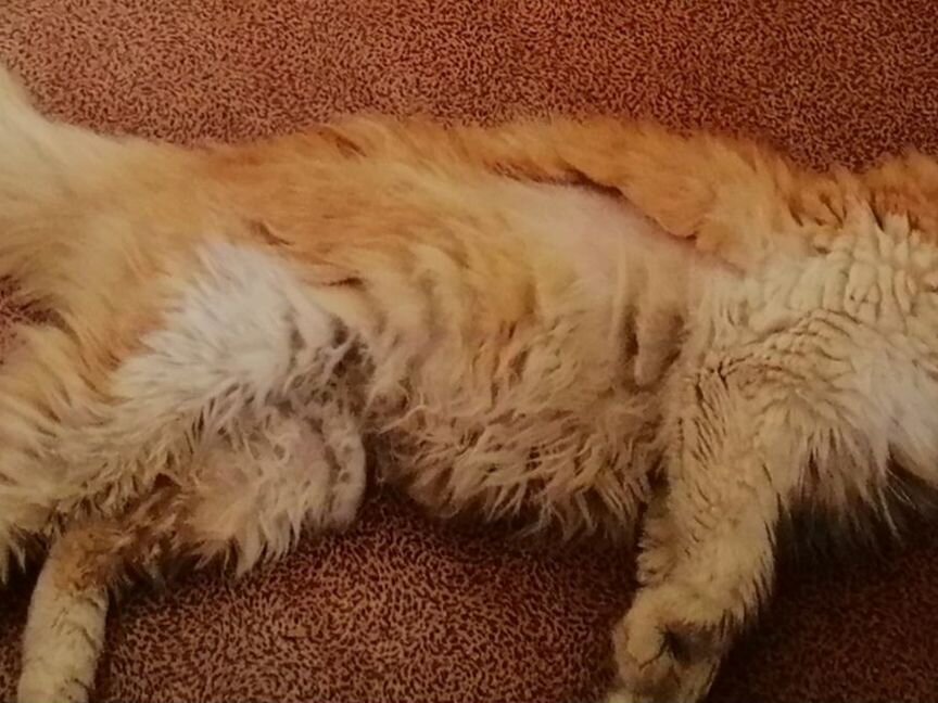 Кот из усыпалки