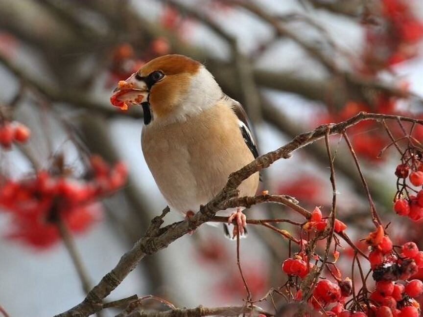 Обмен дубонос на других птиц