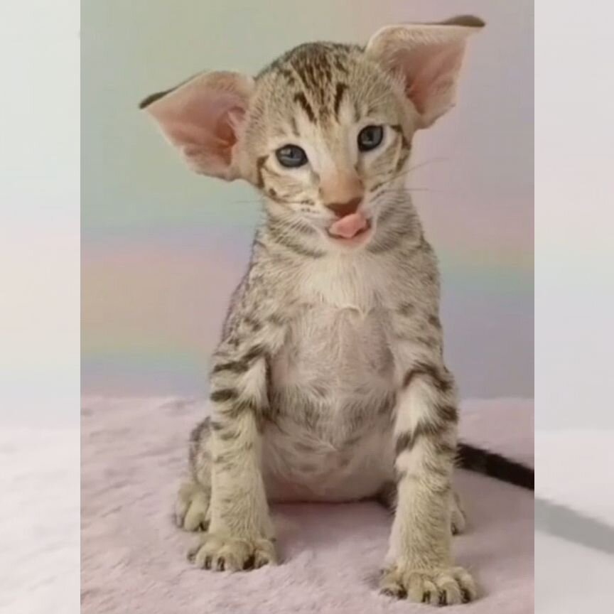 Котята