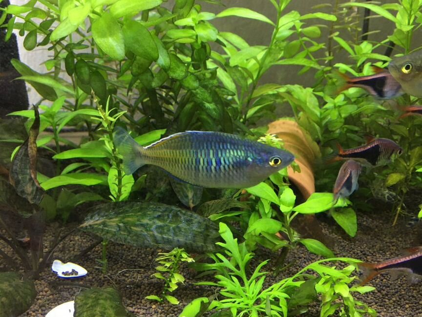 Аквариумные рыбки