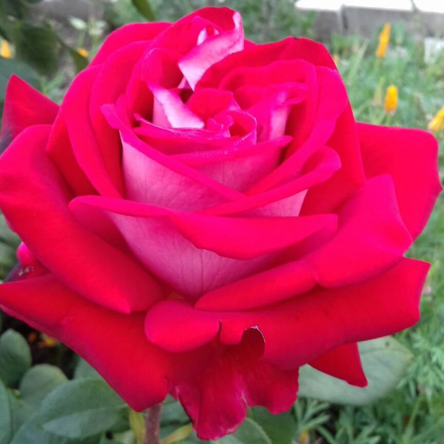 Зерно пшеница ячмень 1100 кг