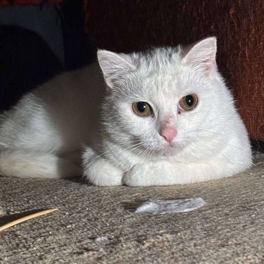 Турецкая ангора, взрослая кошка