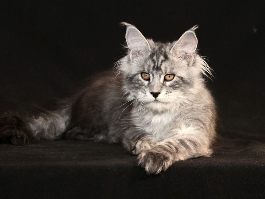 Мейн-кун Серебро 5 мес