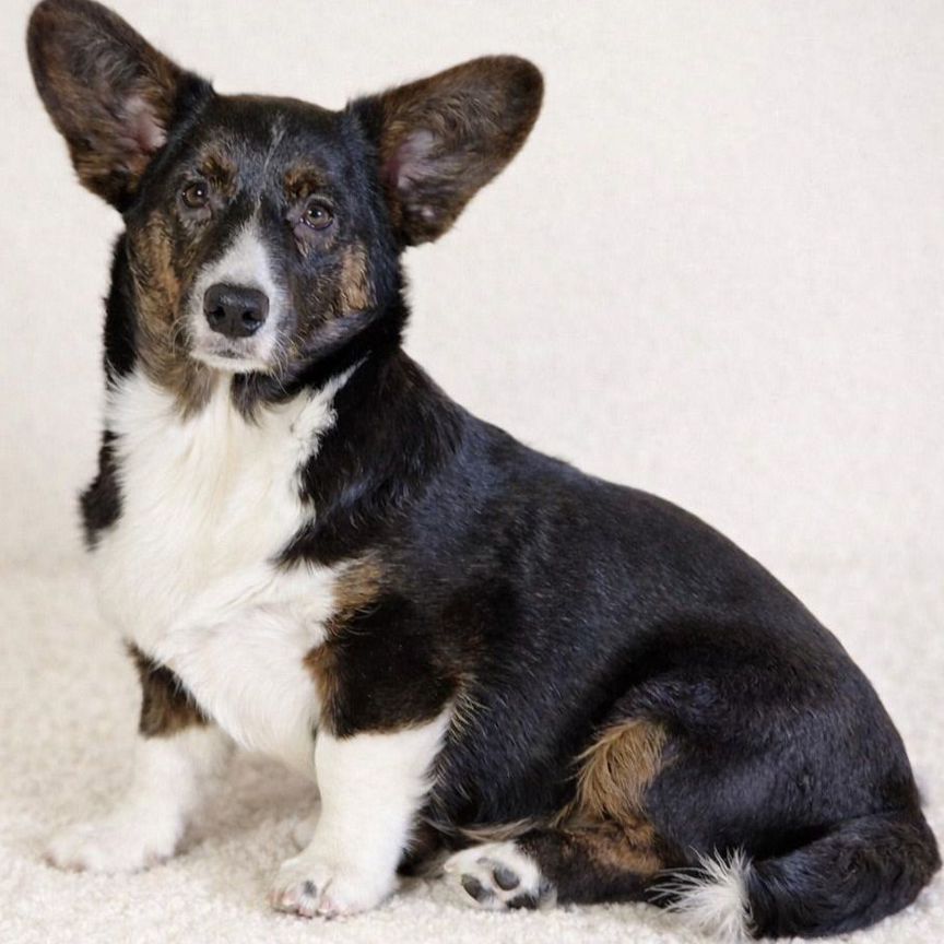 Вельш Корги Кардиган, щенок