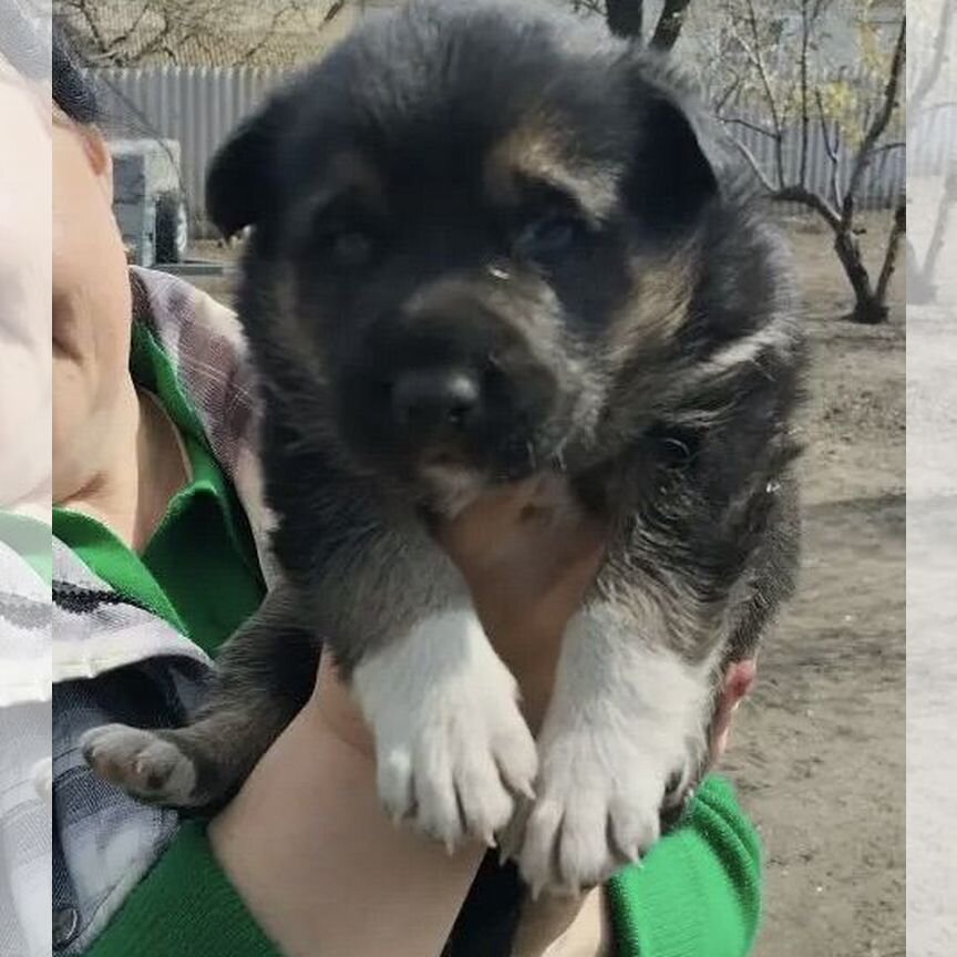 Щенок в добрые руки