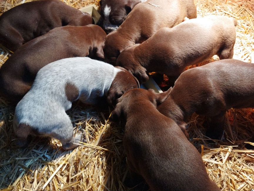 Щенки курцхаара в ростовской области