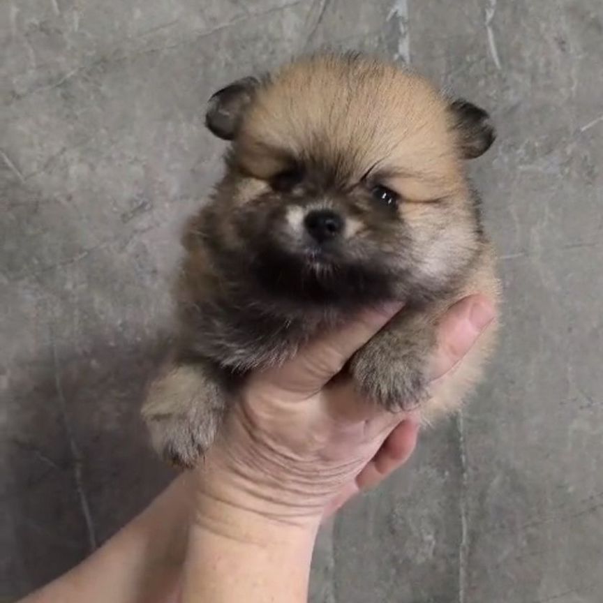 Померанский шпиц Мини Микро