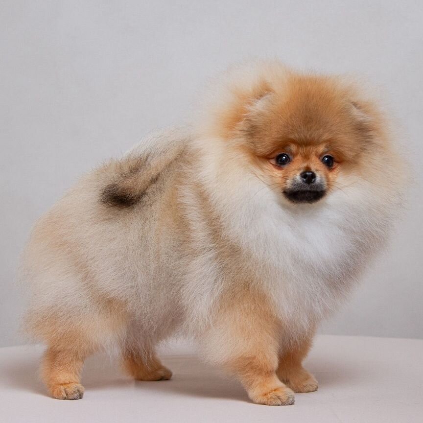 Померанский шпиц, щенок