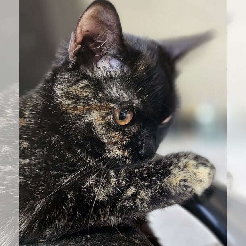 Кошечка с необычным окрасом