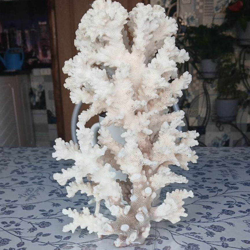 Морские кораллы натуральный в аквариум