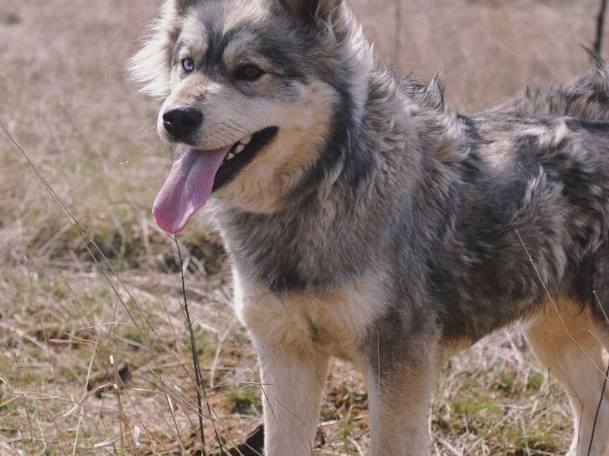 Смесь хаски