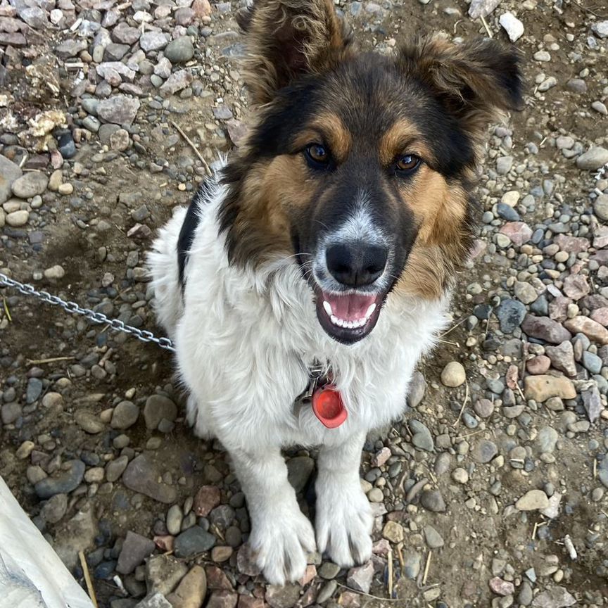 Щенок в добрые руки