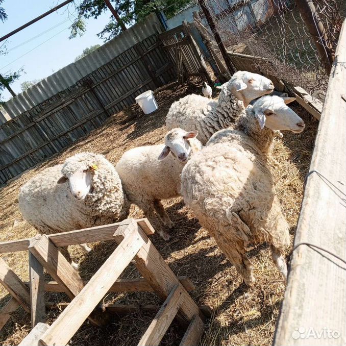 Продаются овцы, звоните