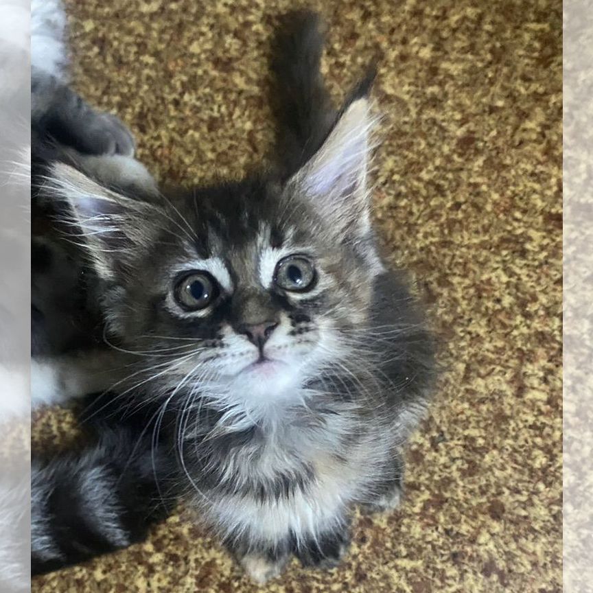 Мейн-кун котёнок