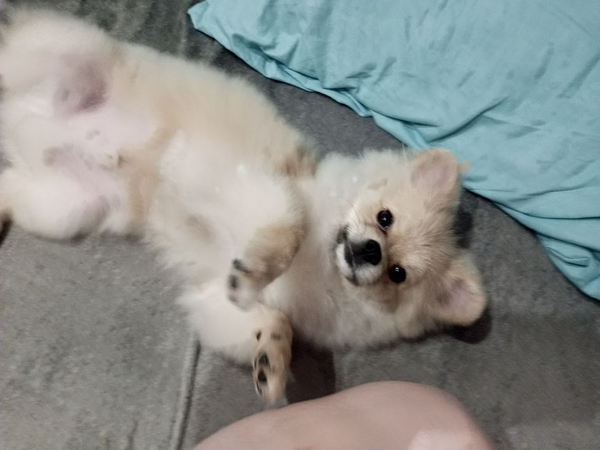 Померанский шпиц