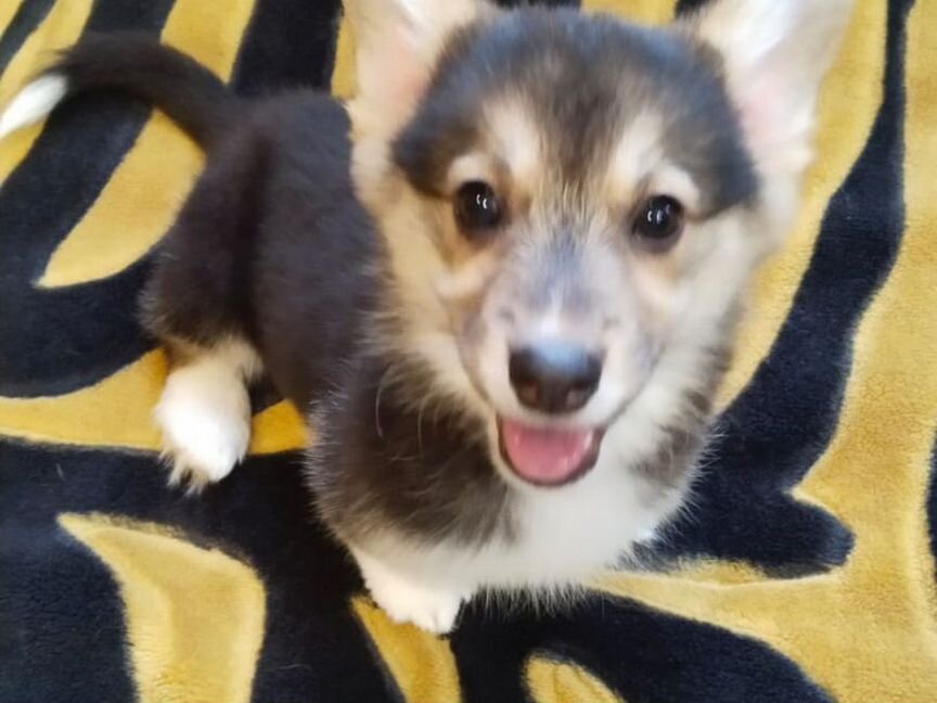 Отличные малыши-коржики