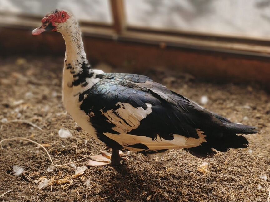 Индоутки и гуси молодые на племя