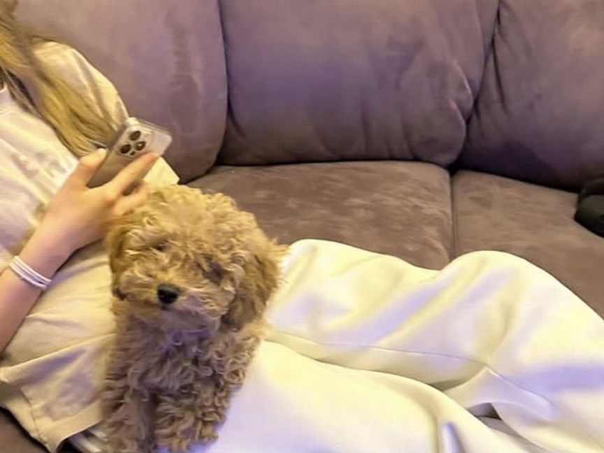 Той-пудель девочка