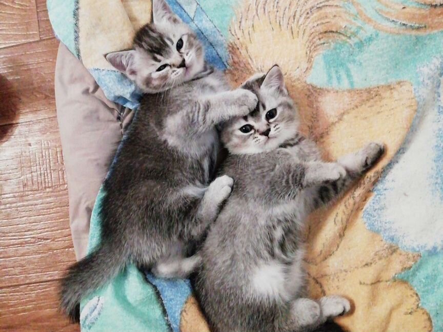 Котёнок