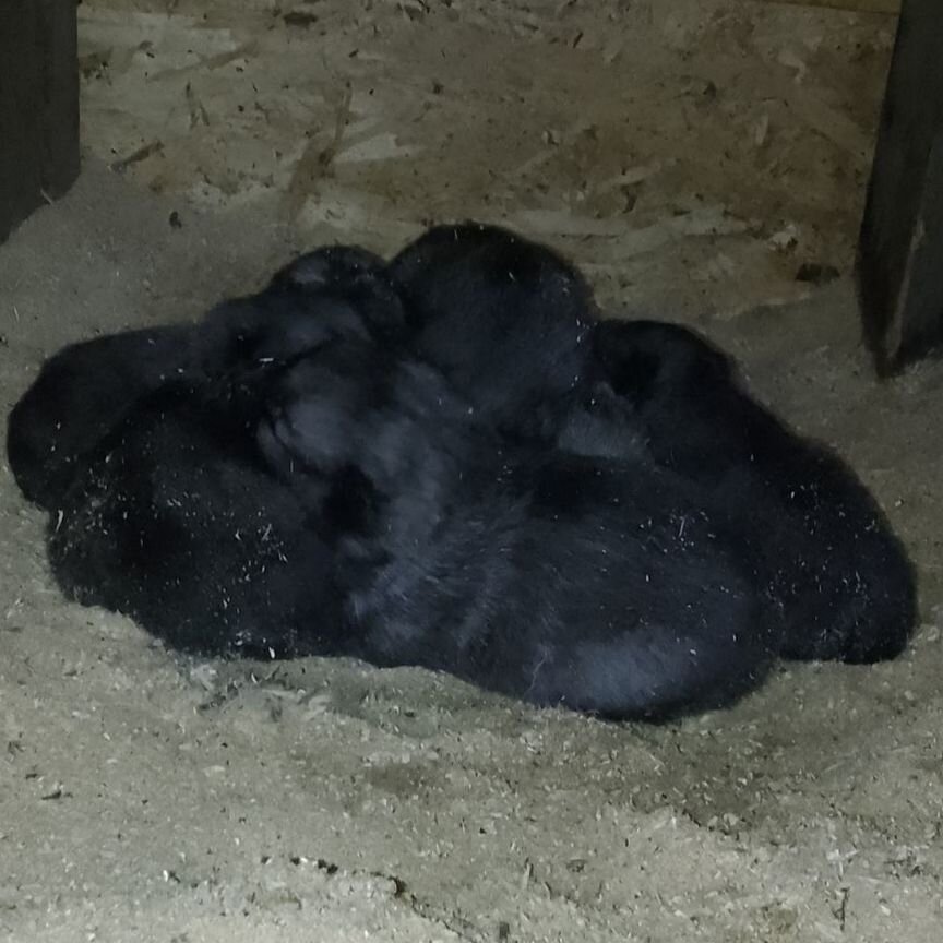 Норвежская лосиная лайка-элькхунд серый