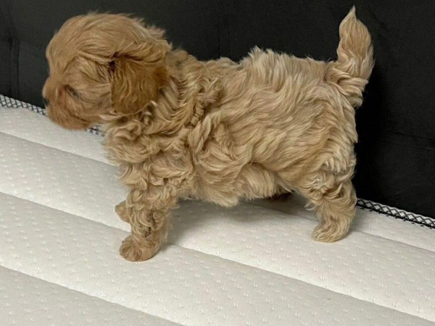 Собака мальтипу