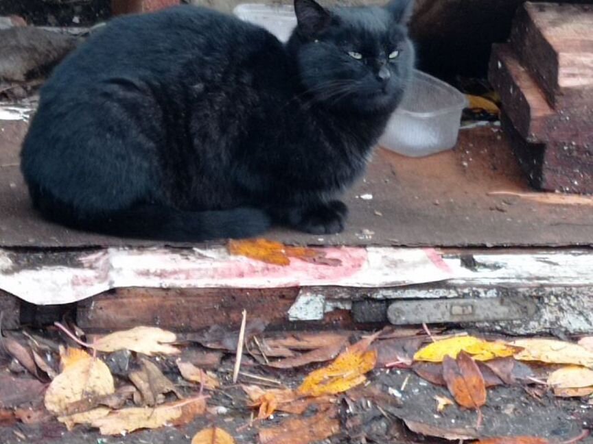 Котик потеряшка в хорошие руки
