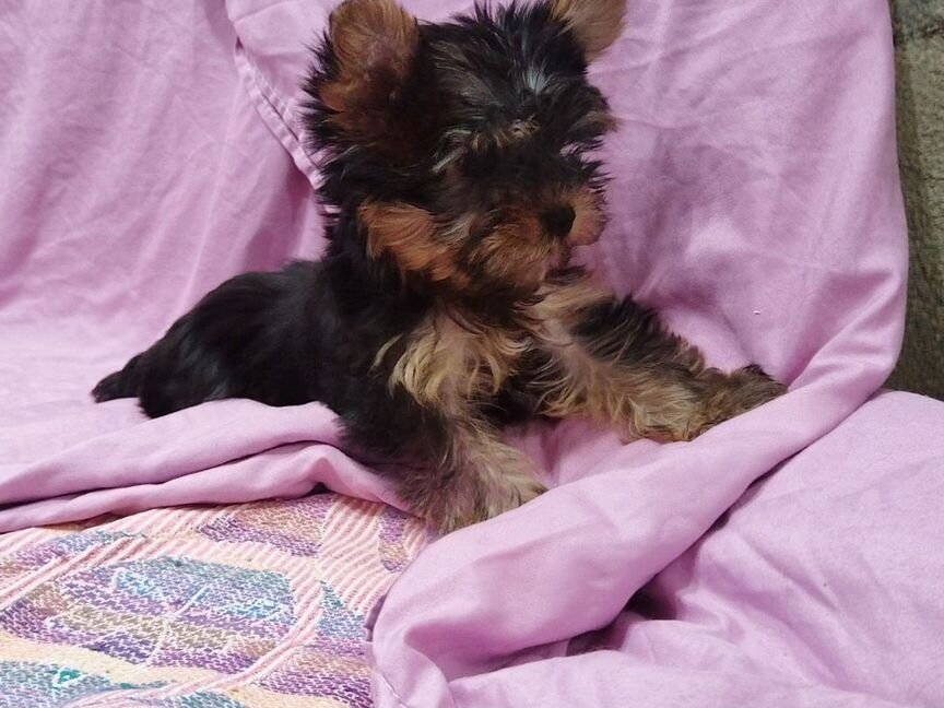 Йоркширский терьер щенки мини