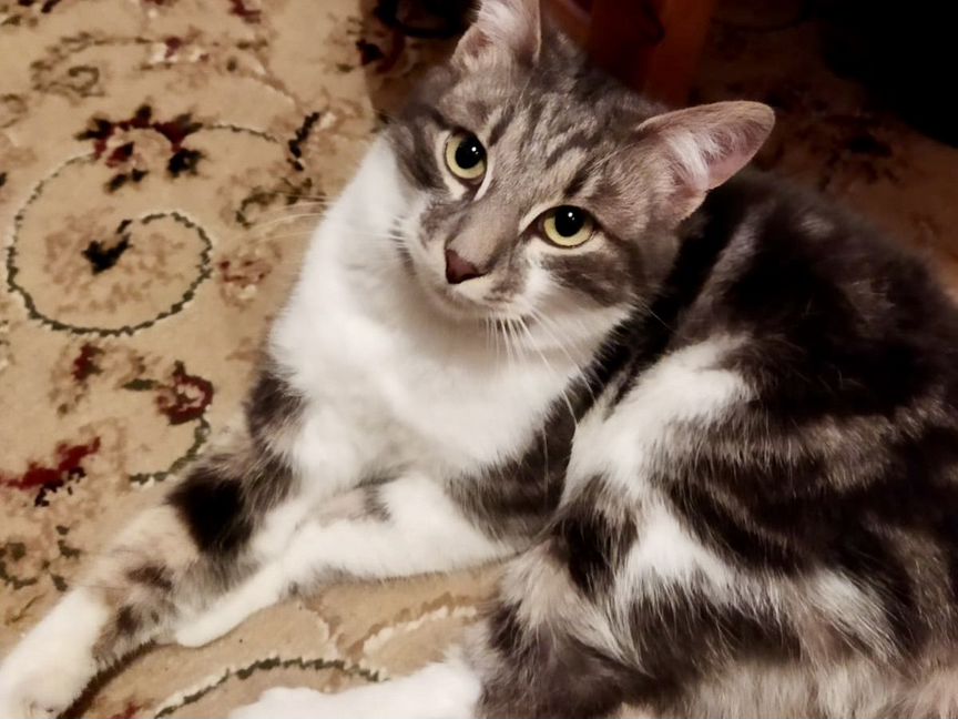 Котик в добрые руки