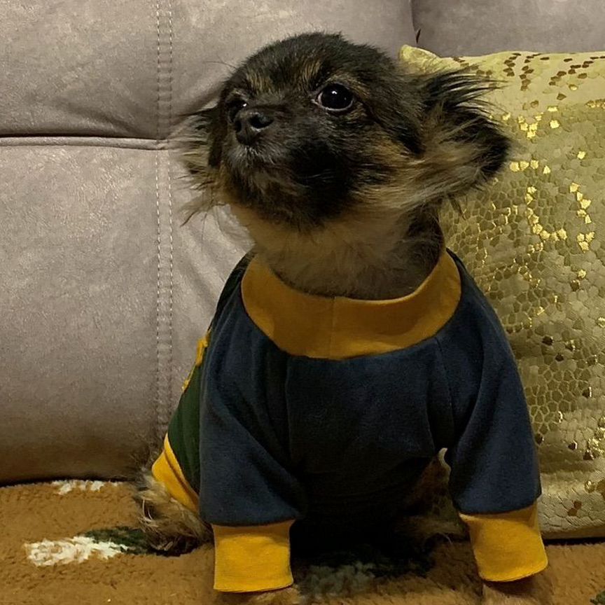 Одежда для собак