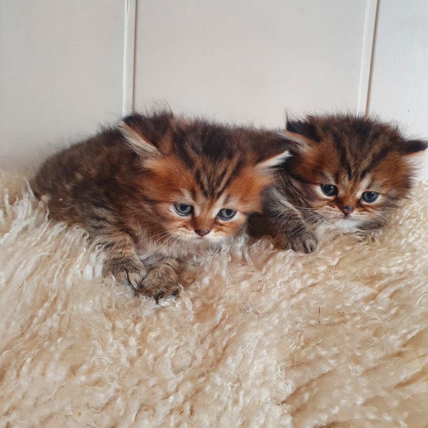 Красивые пушистики