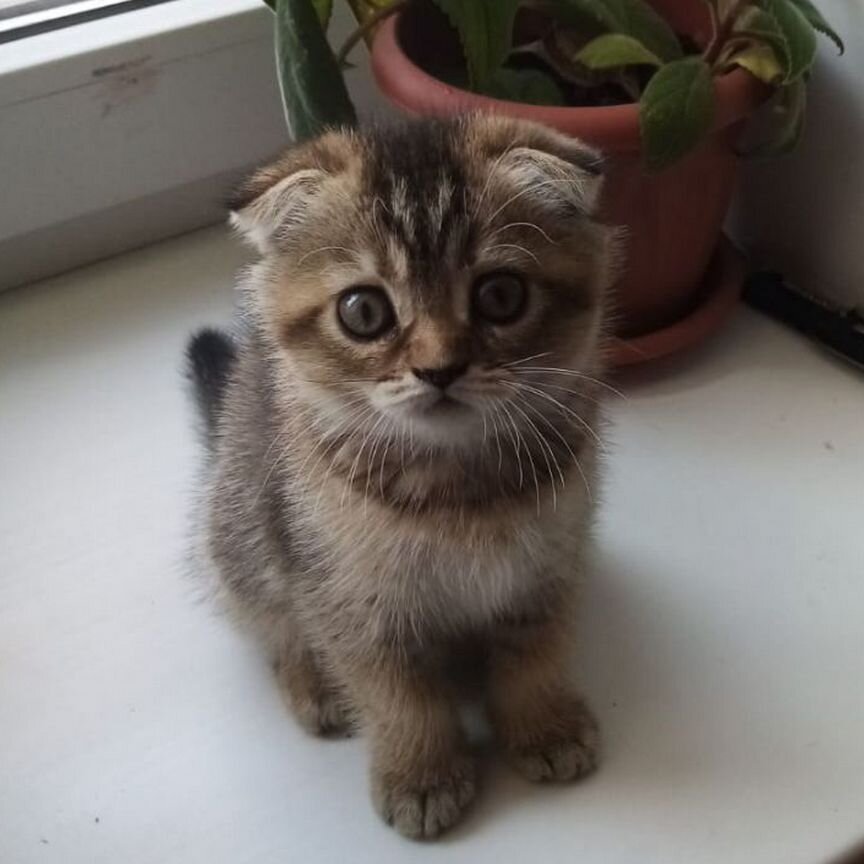 Шотландские вислоухие