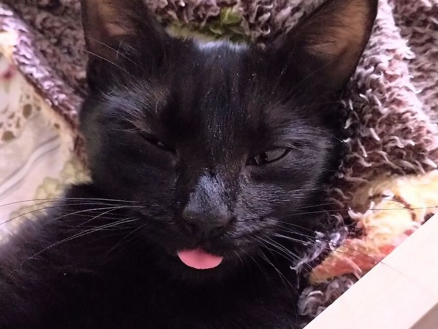 Бездомная Беременная Кошечка с Поломанным Хвостом