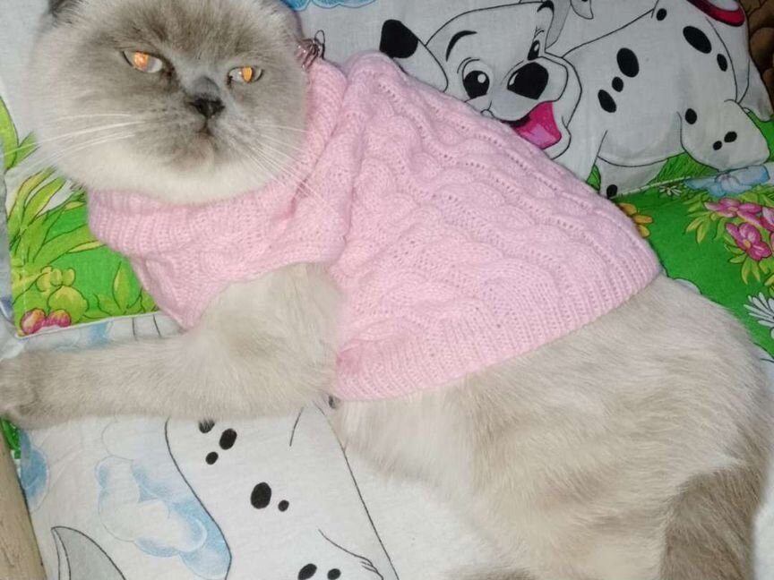 Шотландская кошка