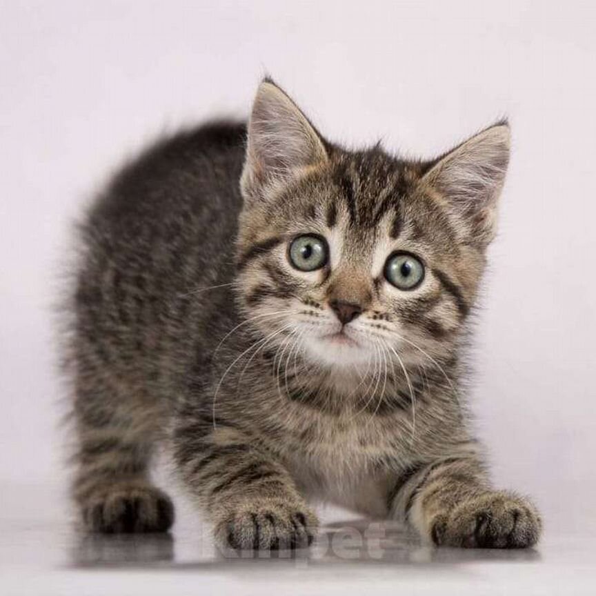 Котенок, возраст полтора месяца