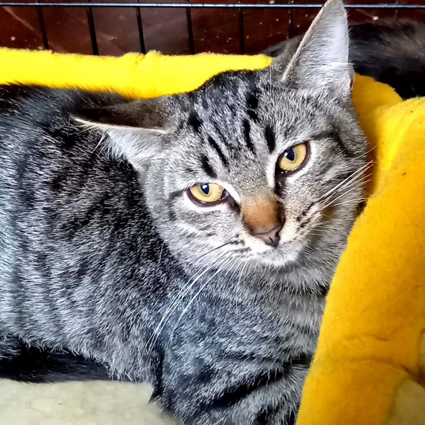 Котенок с янтарными глазами