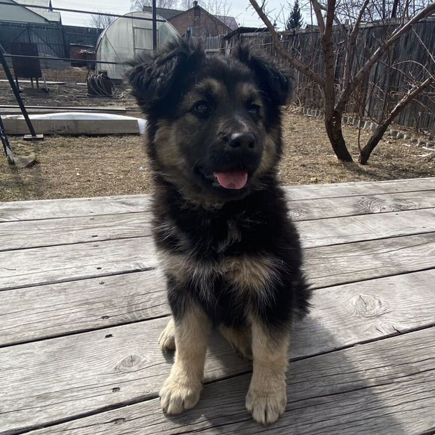 Немецкая овчарка, щенок