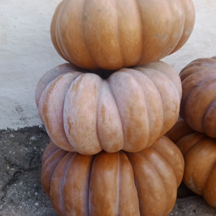 Тыква мускатная оптом