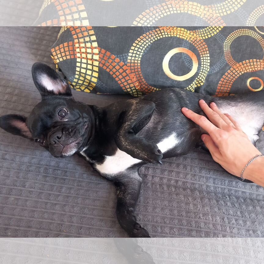 Отдам бесплатно французский бульдог