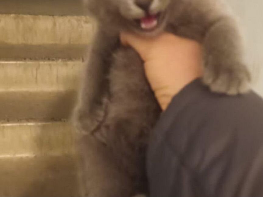 Котенок