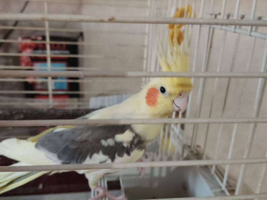 Попугай Корела девочка с клеткой