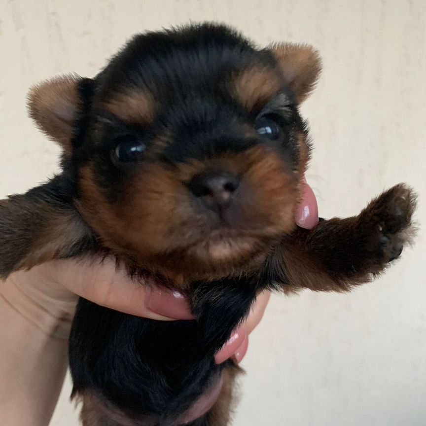 Йорко мальчишка Урфин