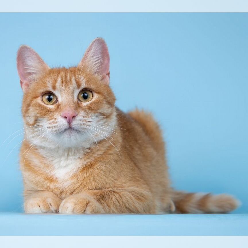 Взрослая, Девочка кошка в добрые руки