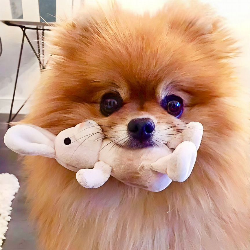 Померанский шпиц, щенок